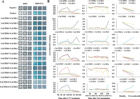 Interactive Cbl Cipk Pairs In Citrus Verified By Yeast Two Hybrid Assay Download Scientific