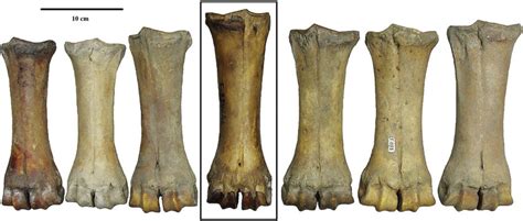 Sexual Dimorphism Of Metacarpals Of The Quaternary Bison From Download Scientific Diagram