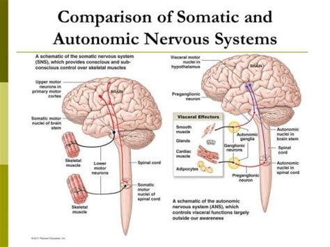 The Somatic Nervous System Intro Psych Blog F19 Group 8