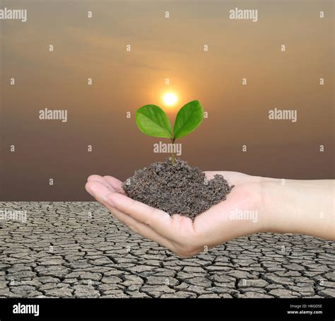 Soil In A Woman Hand And Treetop On Soil With Background Cracked Earth And Sunset In Evening