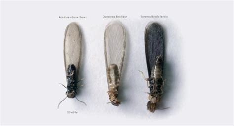 Termitas Aladas Termitas Termitas Cebisan · Control Y Prevención