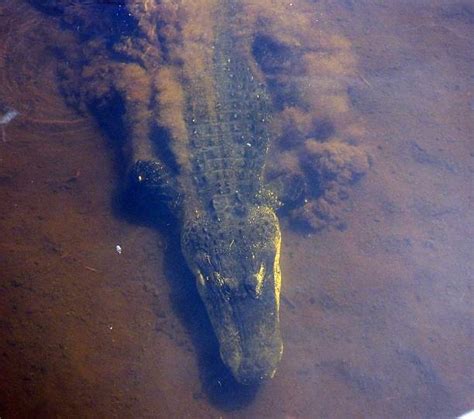 80 Osteoderms Fotografías De Stock Fotos E Imágenes Libres De