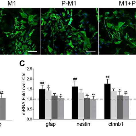 The Proliferation And Reactivity Of Astrocytes Induced By Different Download Scientific Diagram