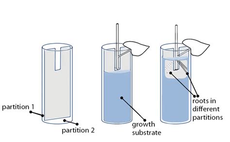 Local Nitrogen Variability Alters Root Architecture And Influences Storage Root Formation In The
