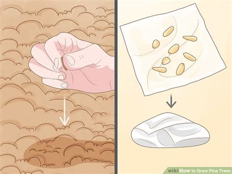 Ways To Grow Pine Trees WikiHow