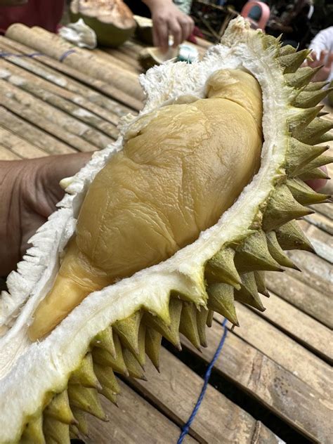 Durian Season Malaysia 2025 Peak Harvest Expected From Late October