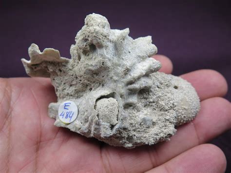 Echinoid Fossil Echinoid Fossil