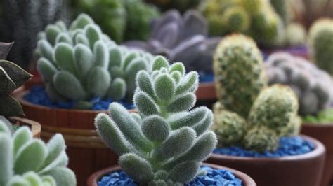 How To Grow Cactus Plants The Abc Of Growing Cactus