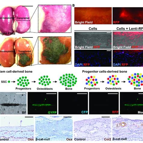 Post Transplantation Analyses Of Tissue Generation A Wholemount