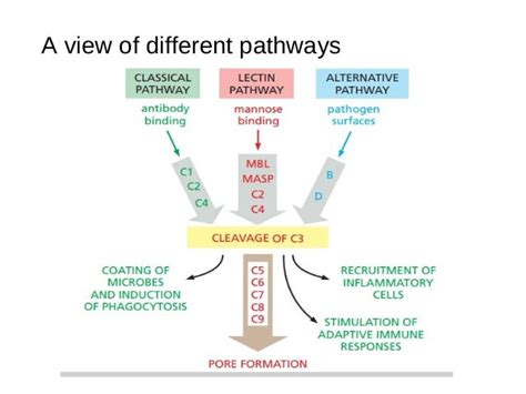 the complement system overview