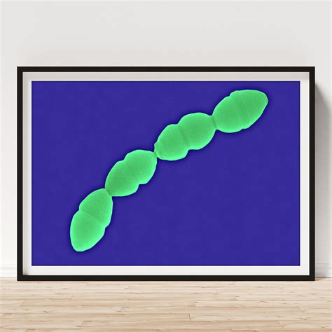 Streptococcus Pneumoniae Coccus Prokaryote 1 Framed Print By Science