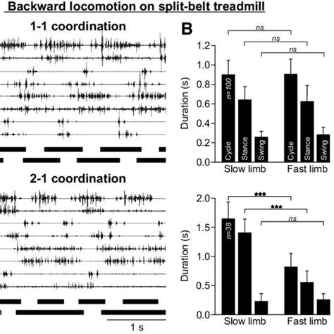 Backward Locomotion On A Split Belt Treadmill In Spinal Cats A Emg
