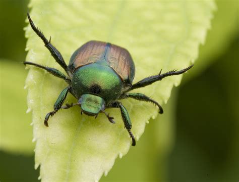Garden Pest Detection How To Spot And Identify Common Bugs