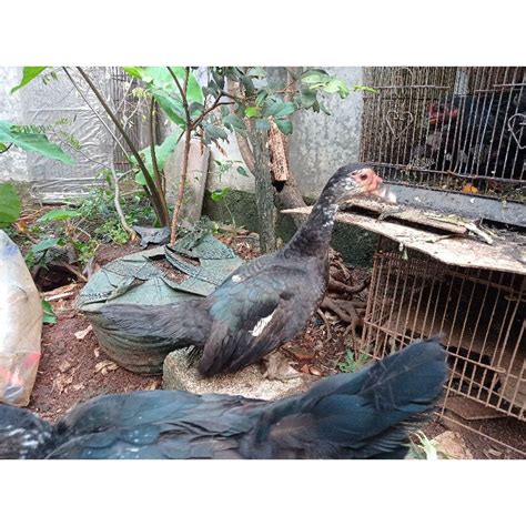 Harga Bebek Dewasa Terbaru Okt 2025 Biggo Indonesia