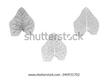 Leaf Drawing Sketch Scientific Botanical Illustration Stock Illustration Shutterstock