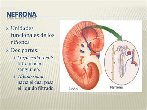 Ppt AnatomÍa Y FisiologÍa Del RiÑÓn Powerpoint Presentation Free