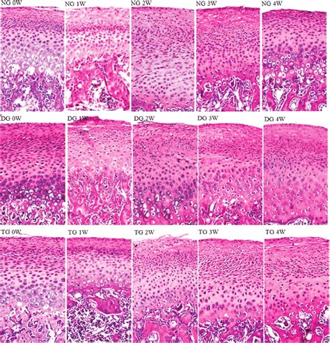Histological Overview Of The Central Section Of The Mandibular Condyle
