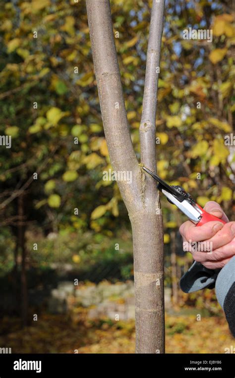 Sugar Maple Tree Branches Hi Res Stock Photography And Images Alamy