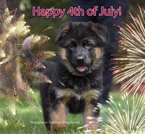 Happy 4th Of July From Our Nobleheim German Shepherds