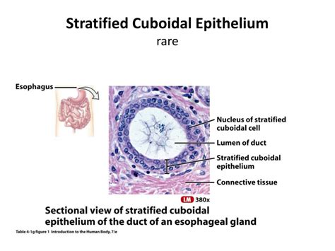 Ppt Tissues Powerpoint Presentation Free Download Id2247222