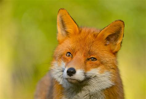 Fox Foxes Wallpapers Hd Desktop And Mobile Backgrounds