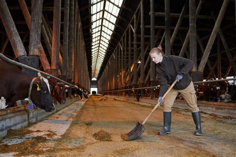 Premium Photo Side View Portrait Of Young Woman Cleaning Cow Shed