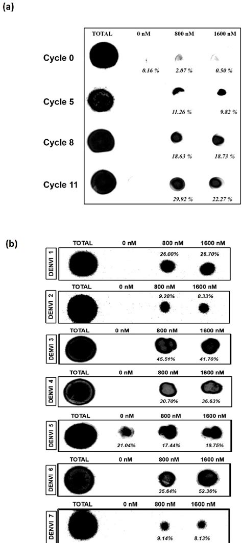 Figure 1 From The Diagnostic Potential Of Rna Aptamers Against The Ns1 Protein Of Dengue Virus
