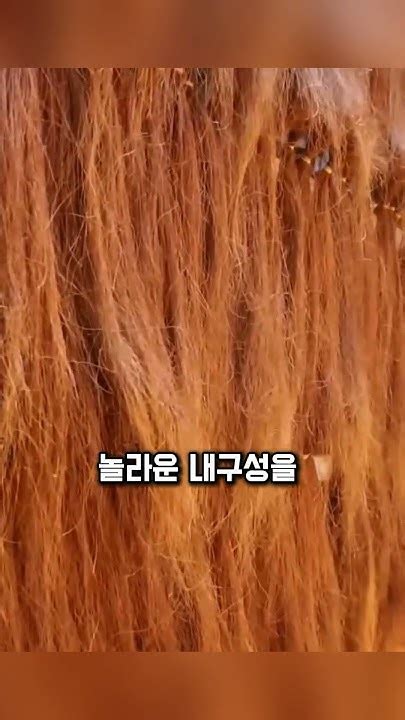 야자수 잎으로 만든 천연 매트리스 제작 과정 Youtube