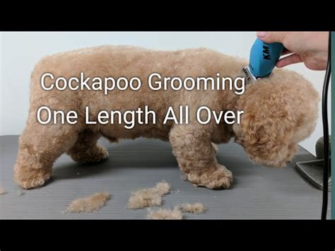 Teddy Bear Cut Cockapoo
