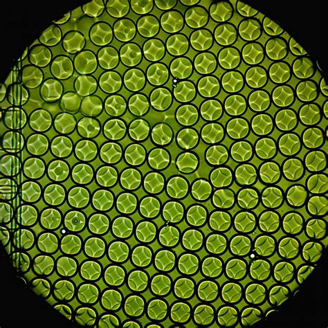 Microfluidic Device Development Basu Lab