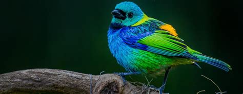 Jungle Birds Pictures 140 Beauty Of Birds Jungle Birds Ideas