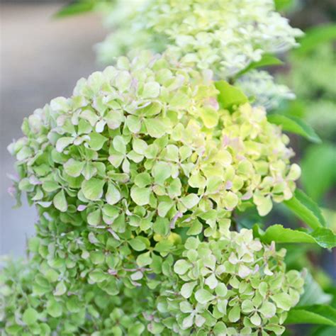 Рассада цветов, овощей. Тепличный комплекс СЕВЕРНЫЙ. Ленинградская область