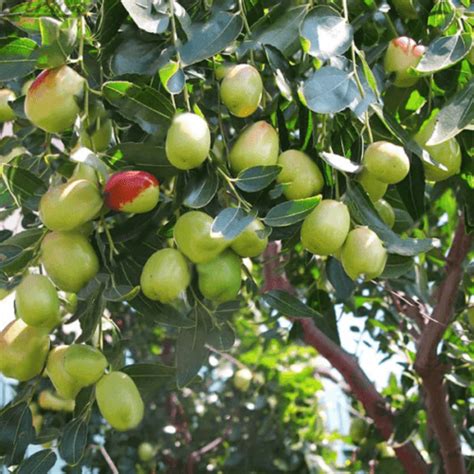 20 Jujube Fruit Tree Seeds