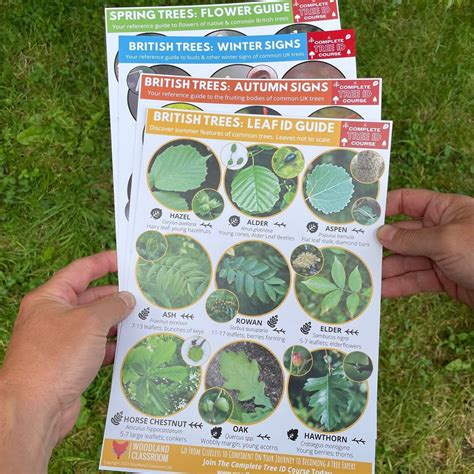 Tree Identification Sheets Tree Guides For The Native Trees Of Britain