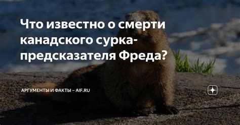 Что известно о смерти канадского сурка предсказателя Фреда Аргументы и факты Дзен