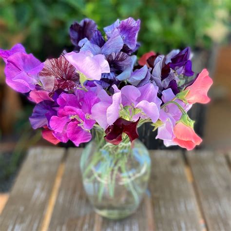 Flowers The Fancy Garden Growing Sweet Peas Sweet Pea Flowers