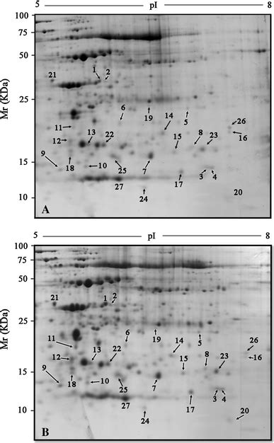 2 De Proteomic Maps Of Leaves From Untransformed Tobacco And Transgenic