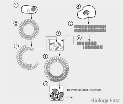 ВТОРОЕ ЗАДАНИЕ Уста­но­ви­те со­от­вет­ствие между ха­рак­те­ри­сти­ка