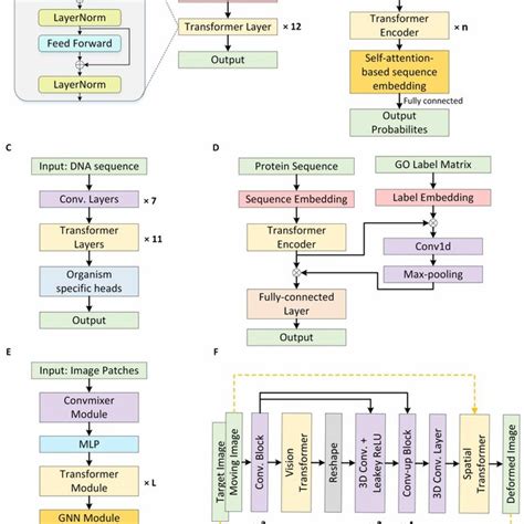 Several Typical Models Of Transformer Applied To Bioinformatics