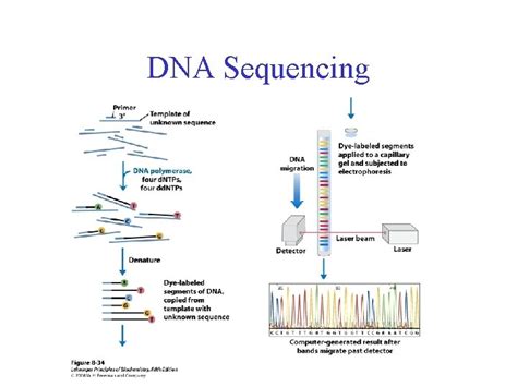 8 Nucleotides And Nucleic Acids Chapter 8 Lehninger