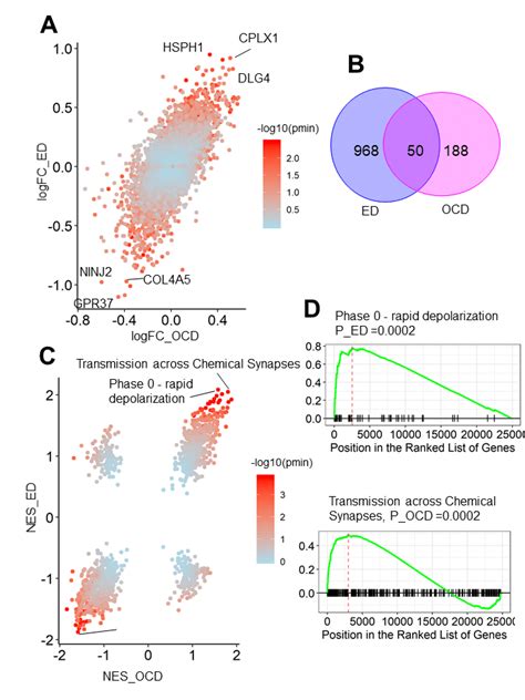 Expression Alterations Of The Prefrontal Cortex Of Ed And Ocd Patients Download Scientific