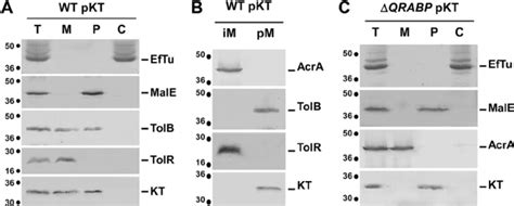 The Colicin K N Terminal Domain Is Tethered To The Membrane Fraction Download Scientific