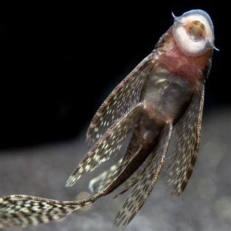 Longfin Pleco