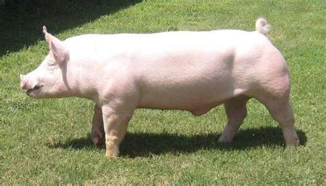 🐷 Conoce La Raza De Cerdo Yorkshire Informacion Completa