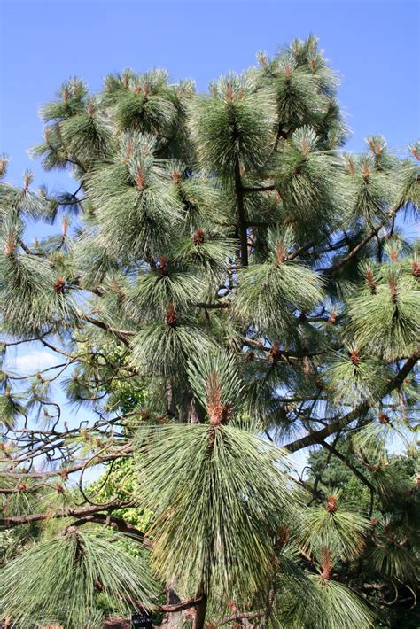 Pinus engelmannii | Pan Global Plants