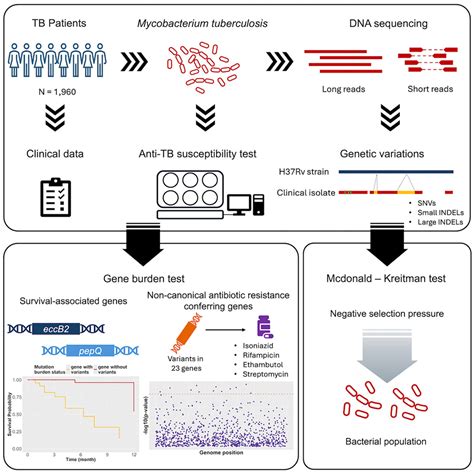 Comprehensive Analysis Of Mycobacterium Tuberculosis Genomes Reveals