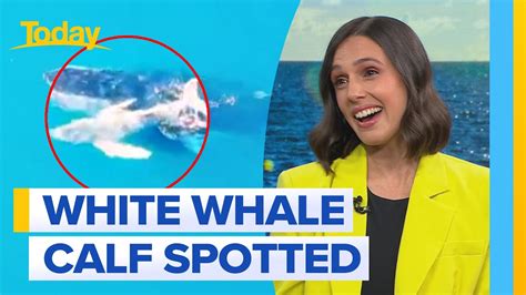 What S With All The Marine Life Close Encounters Happening Along Australia S Coastline YouTube