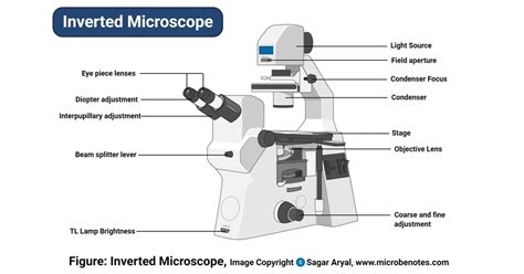 Types Of Microscopes With Parts Functions Diagrams