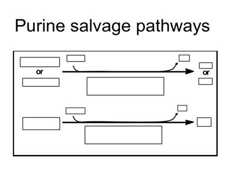 Purine Salvage Pathway Quiz
