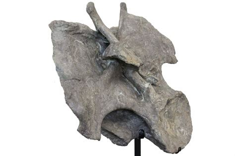 Apatosaurus Fossil